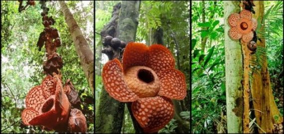 15 interesting facts about the Rafflesia flower - Backyard Tour
